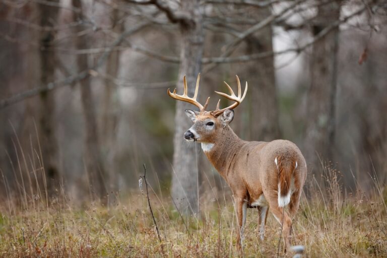Iowa Hunting Season: What to Know Before You Go - High Point Land Company